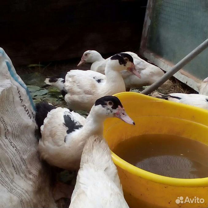 Индоутки тяжёлая линия