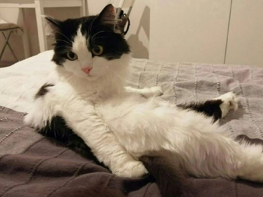 Мурочка ищет дом