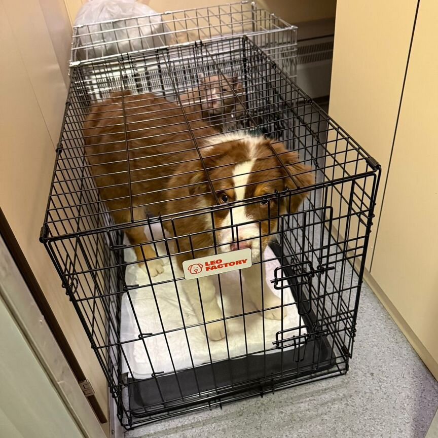 Продаю клетку для животного