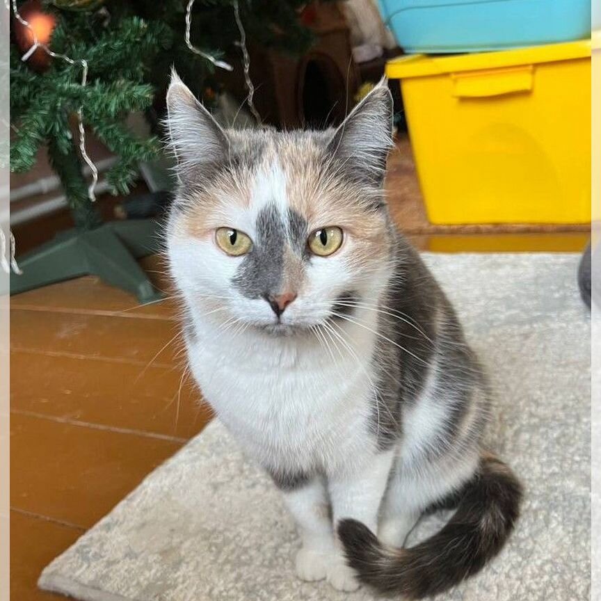 Кошку бросили на даче