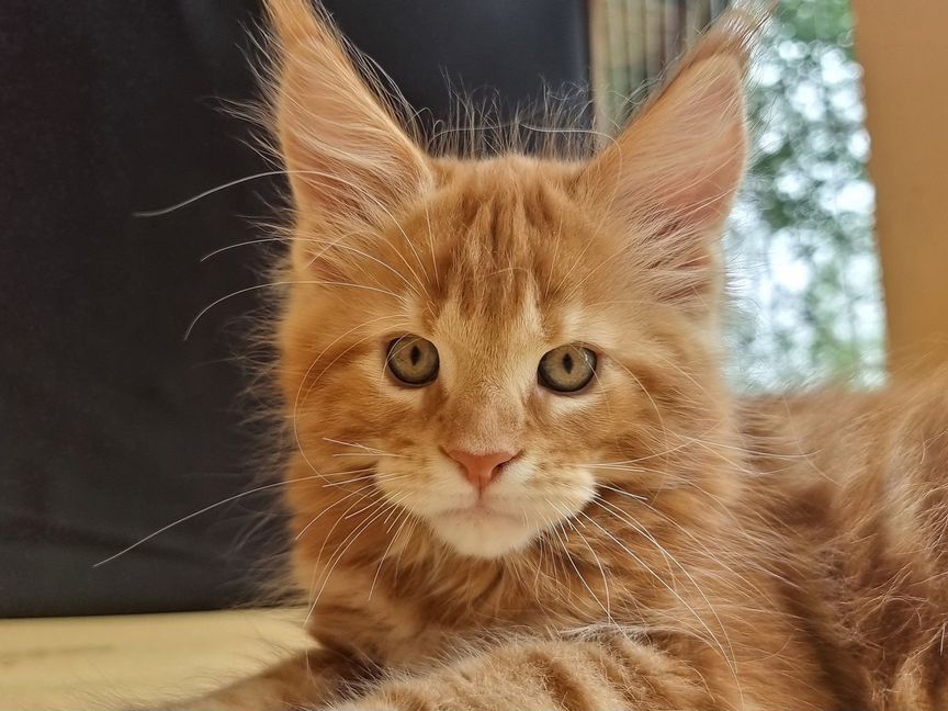 Мейн кун котики, дорого