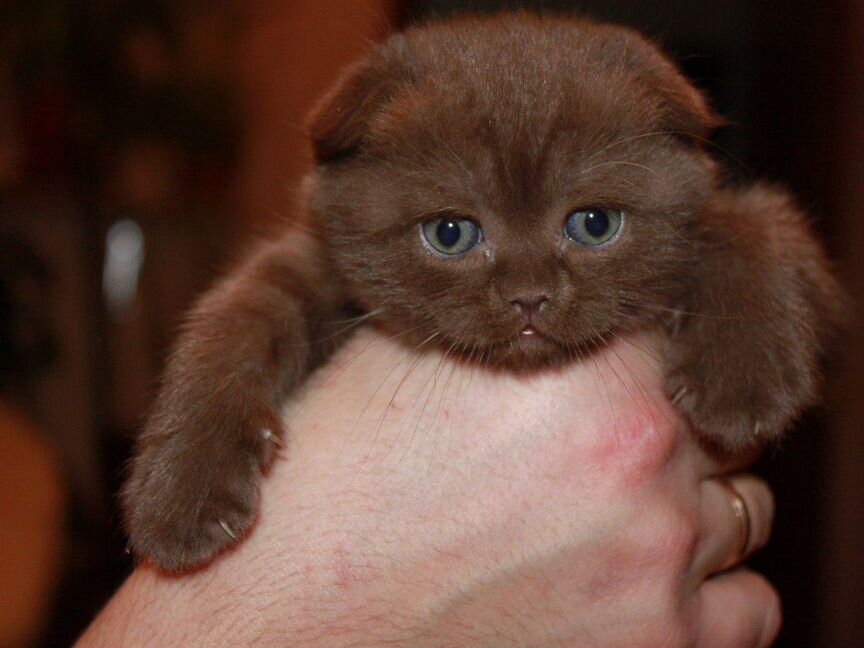 Шотландские плюшки вислоушки