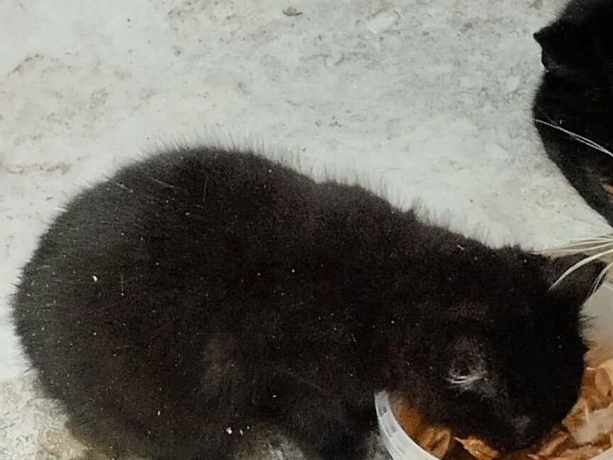 Котенок черный 2 месяца