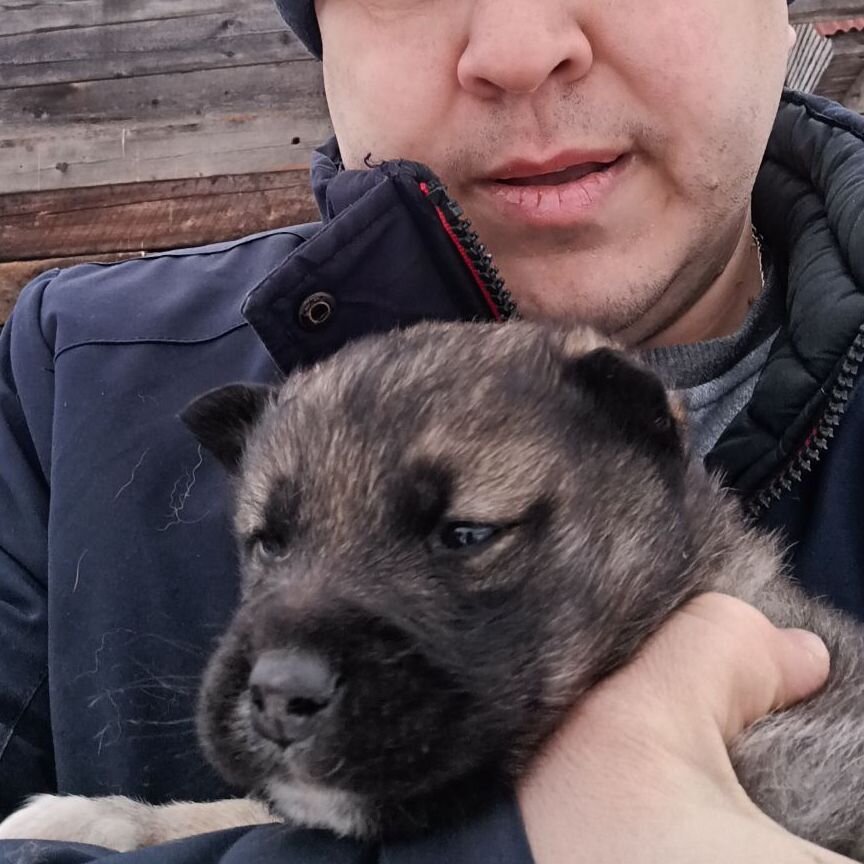 Ротвейлер, щенок