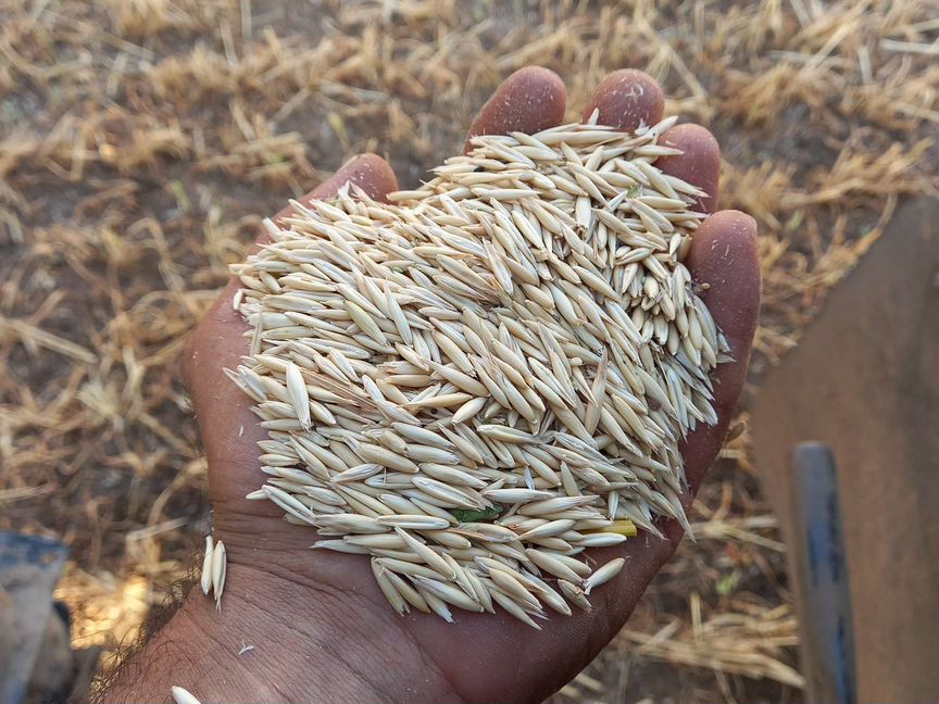 Пшеница Ячмень овес