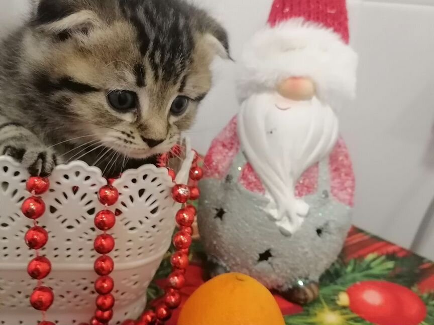 Шотландские вислоухие котята