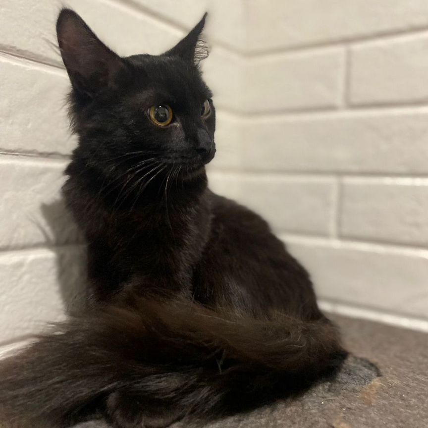 Тимоша ищет семью