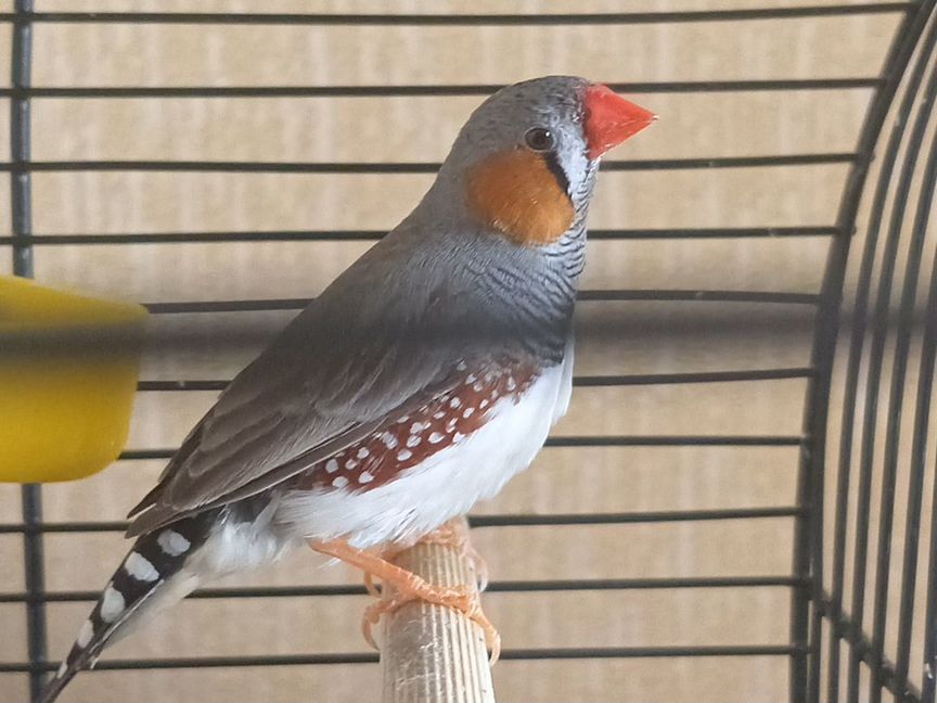 Зебровые амадины (+клетка, кормушки, поилки)