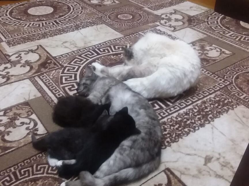 Котята от кошки крысоловки отдам бесплатно