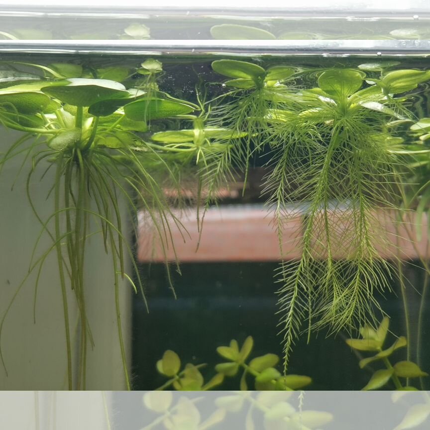 Аквариумные растения