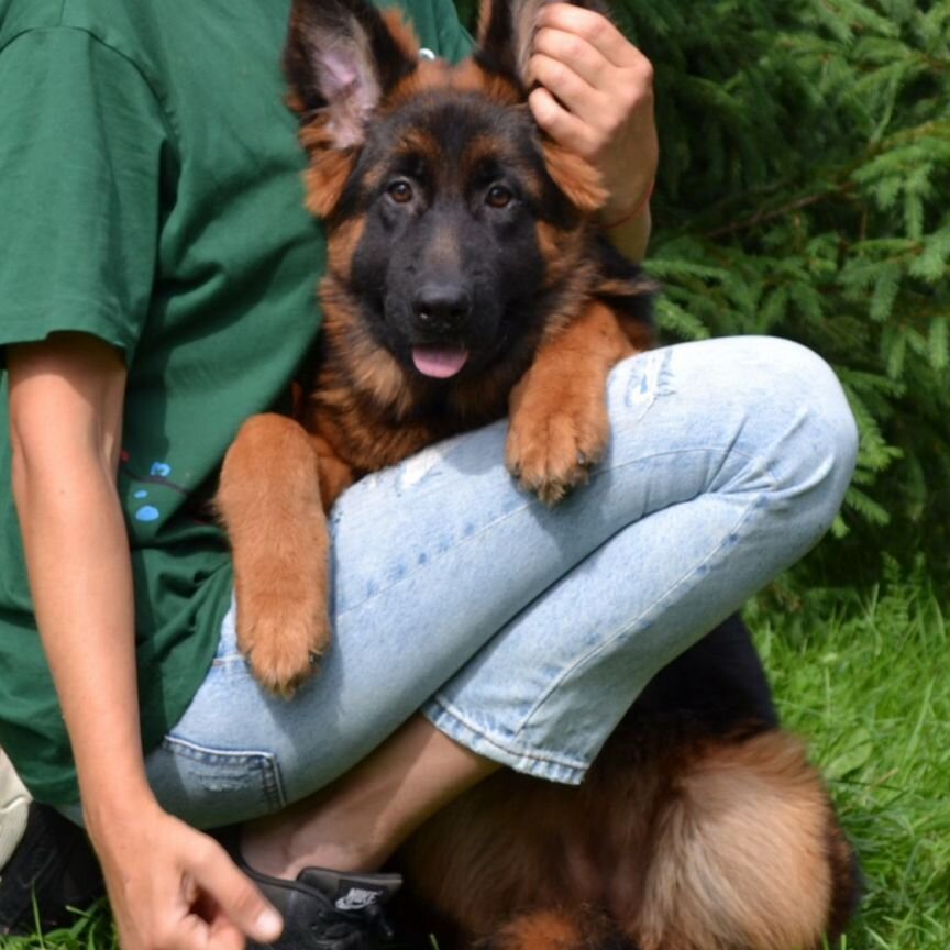 Щенок длинношерстный, сука,4 месяца, РКФ