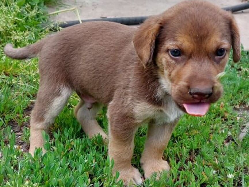 Щенки двортерьер