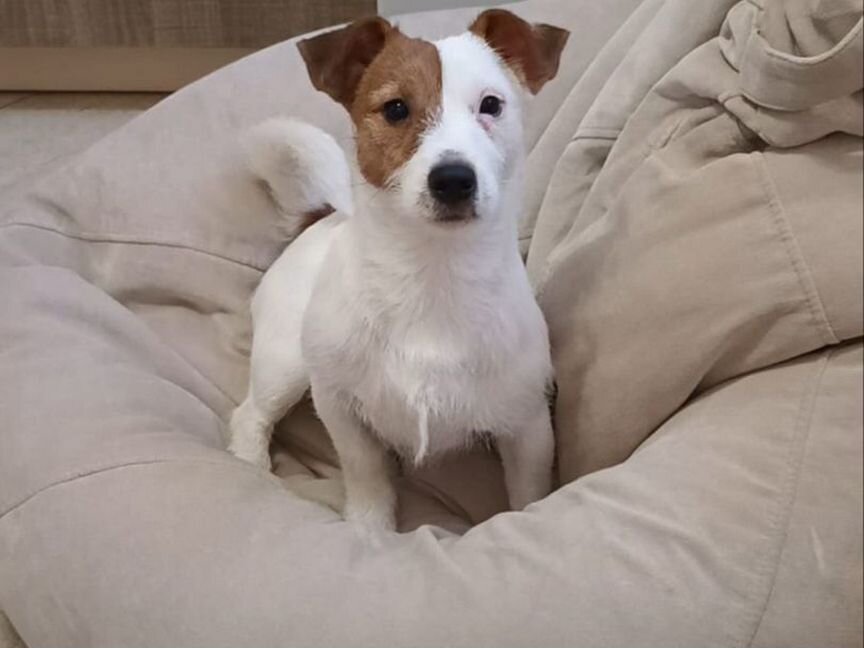 Щенок джек рассел