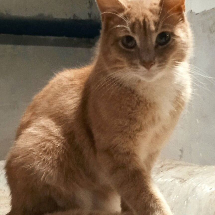 Рыжий котик в добрые руки