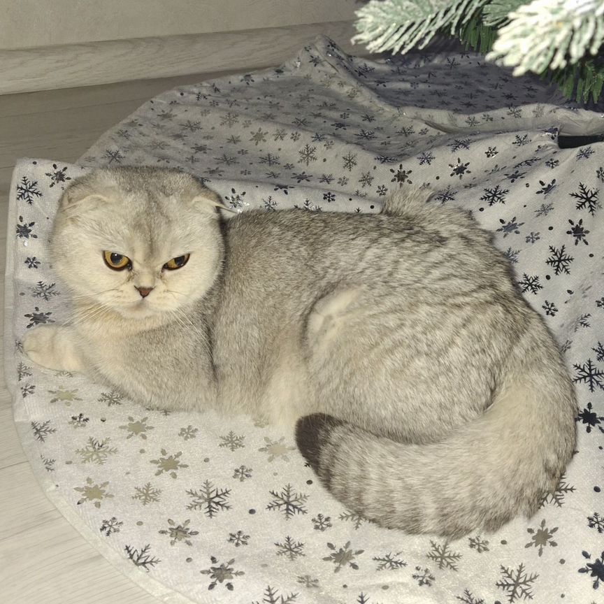 Шотландские вислоухие котята кошка