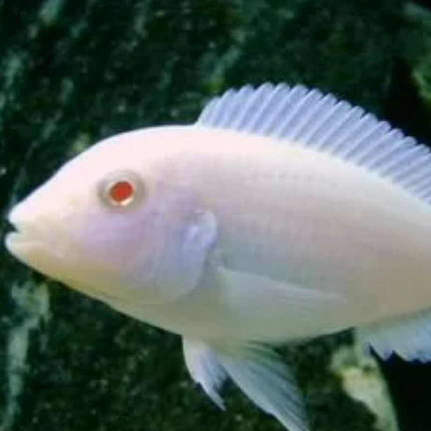Цихлида белый принц