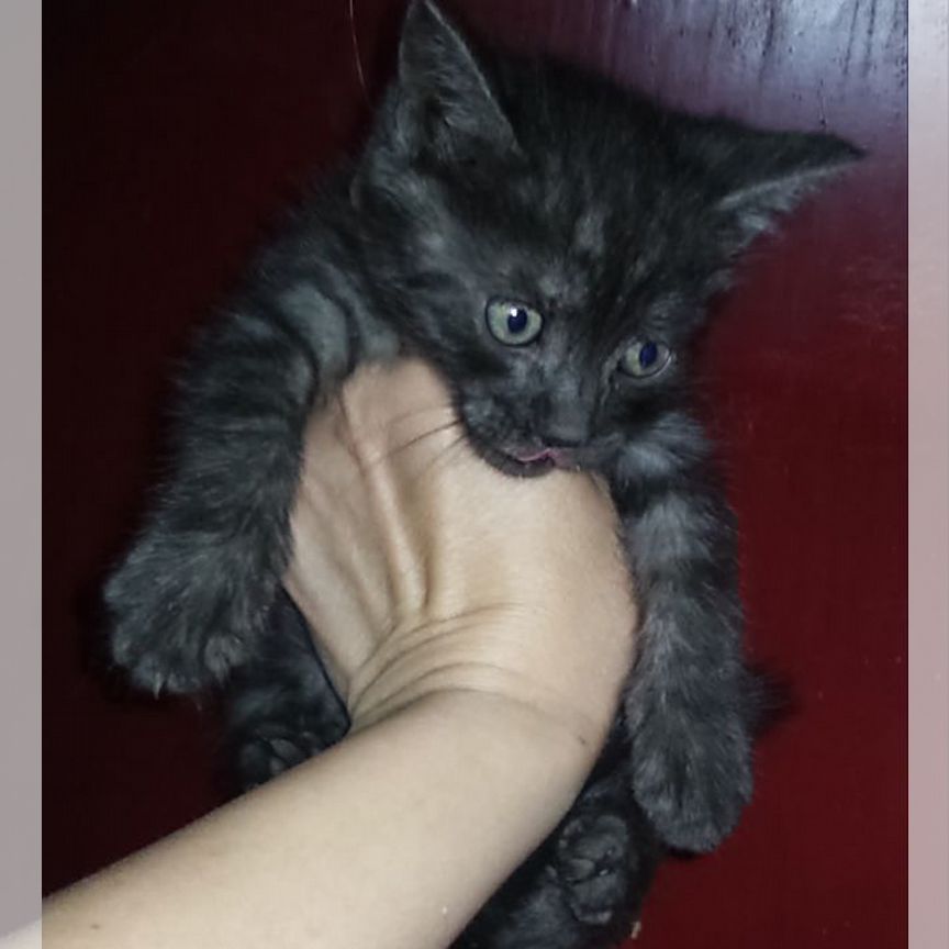 Отдам котят от кошки мышеловки в добрые руки