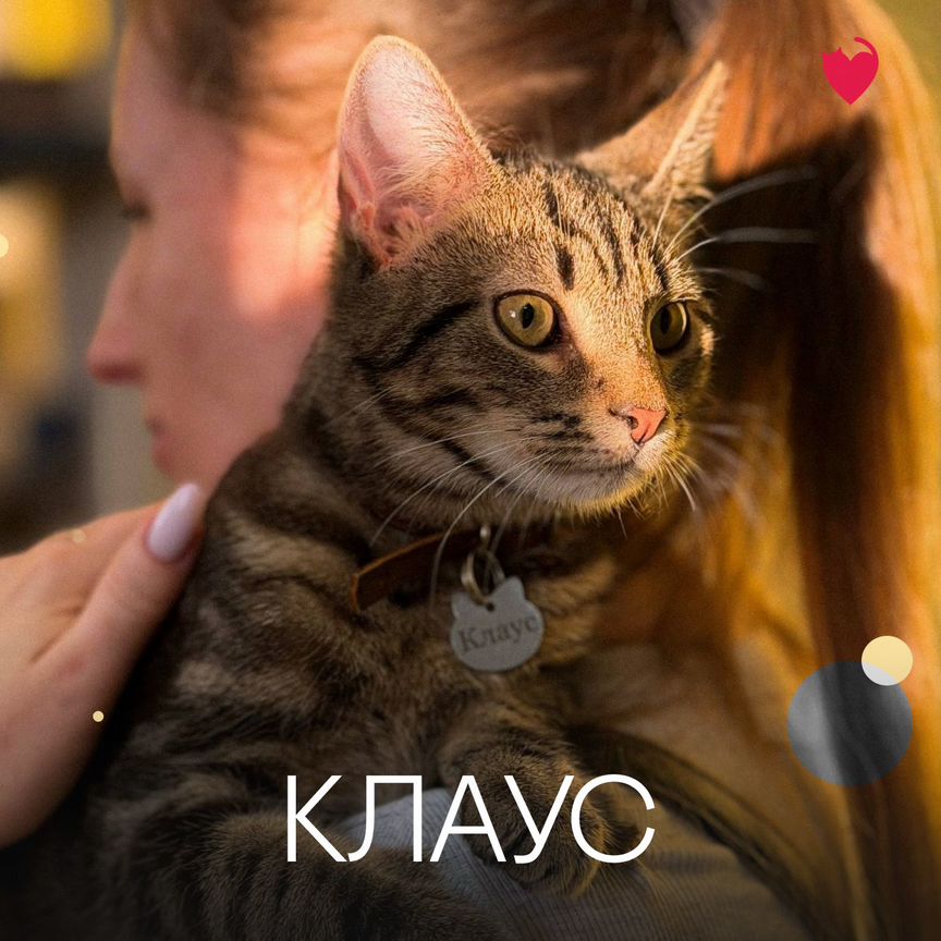 Котёнок из приюта