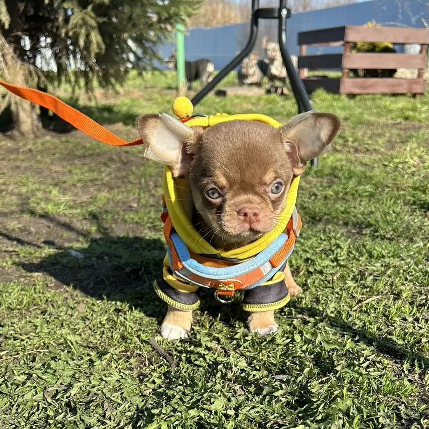 Чихуахуа, щенок