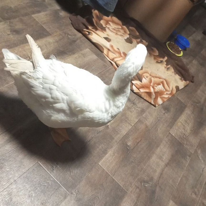 Гусь