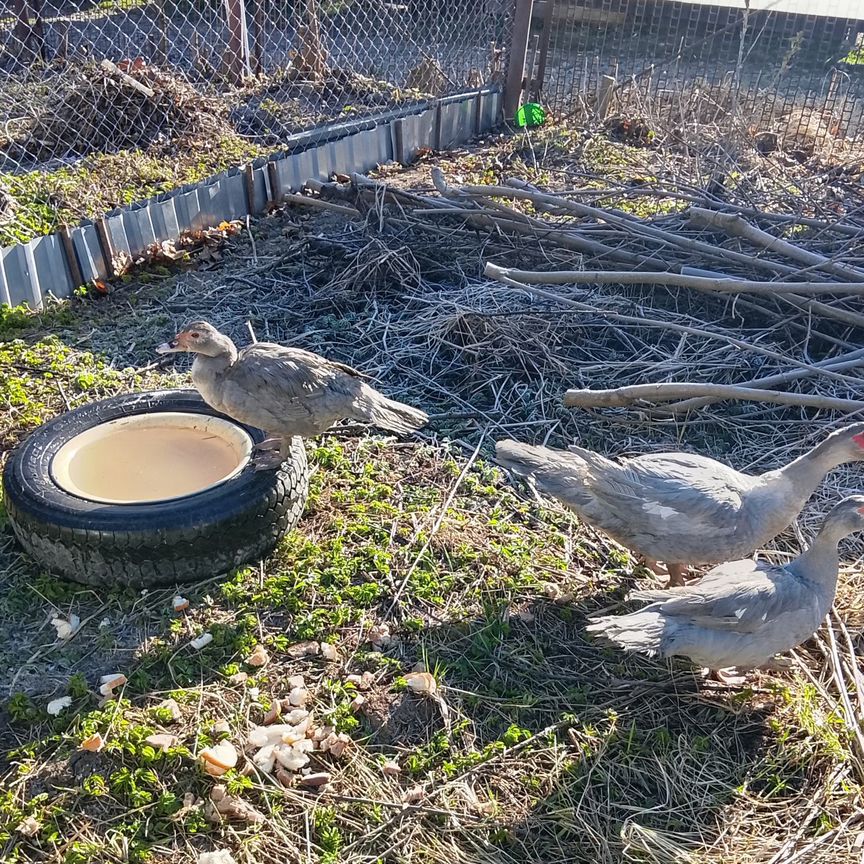 Мускусные утки лаванда