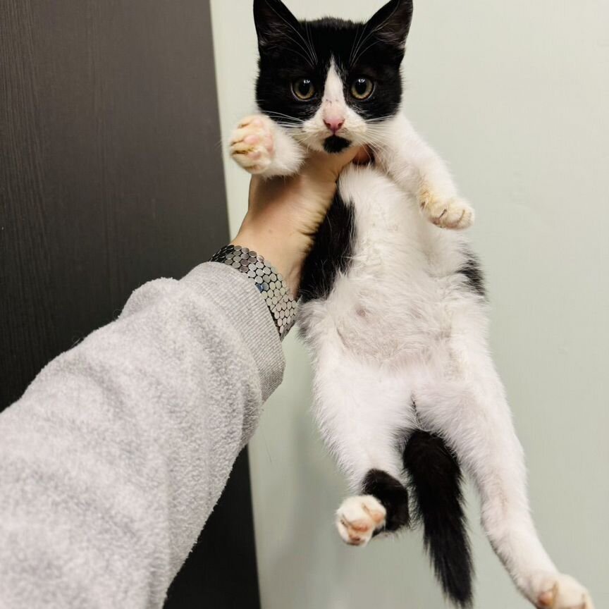 Котенок девочка