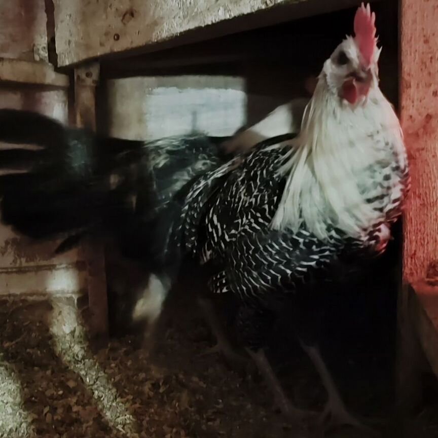 Петух Брекель