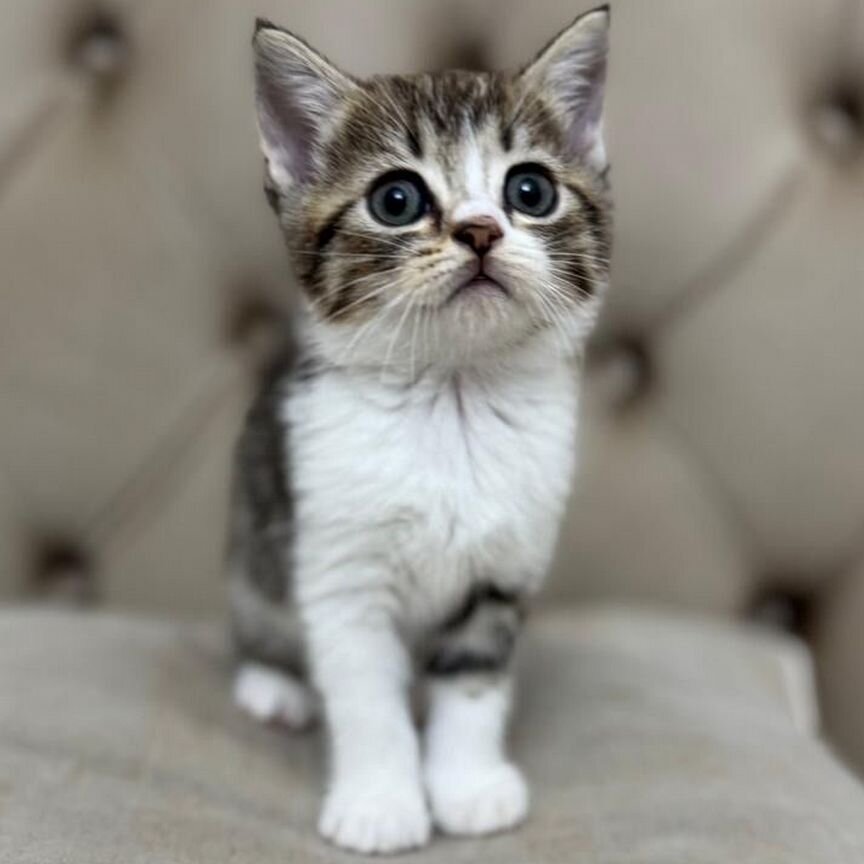 Котёнок от частного владельца