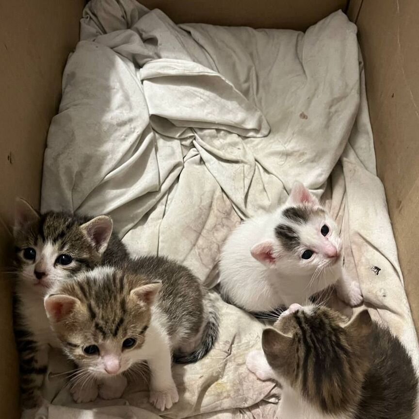 Котята бесплатно