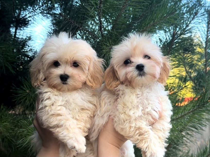 Супер Мини Мальтипу ф-1 Крем