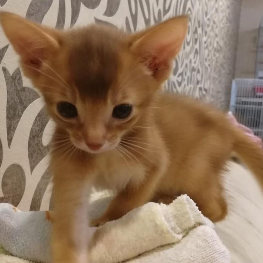 Абиссинский котёнок