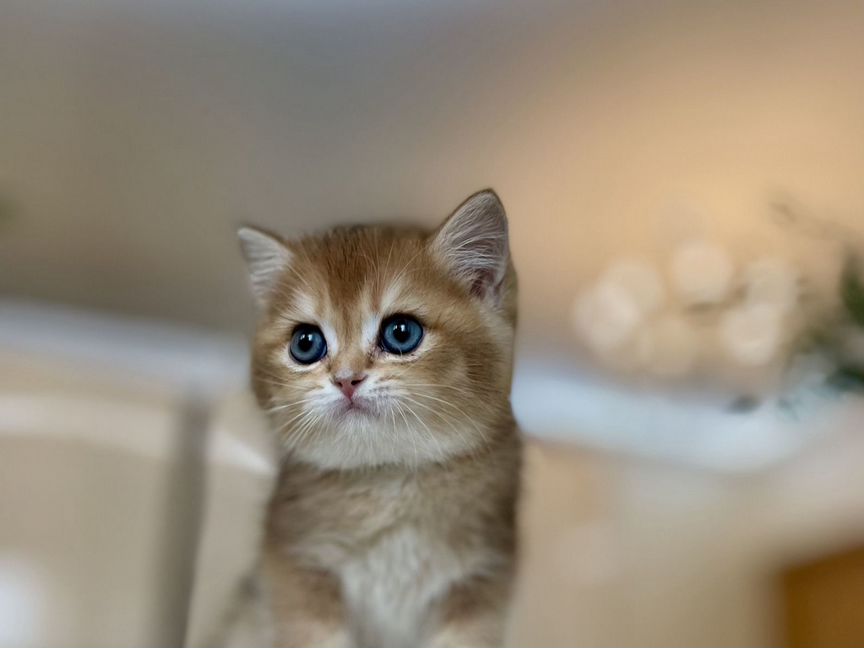 Породистые котята британской золотой шиншиллы