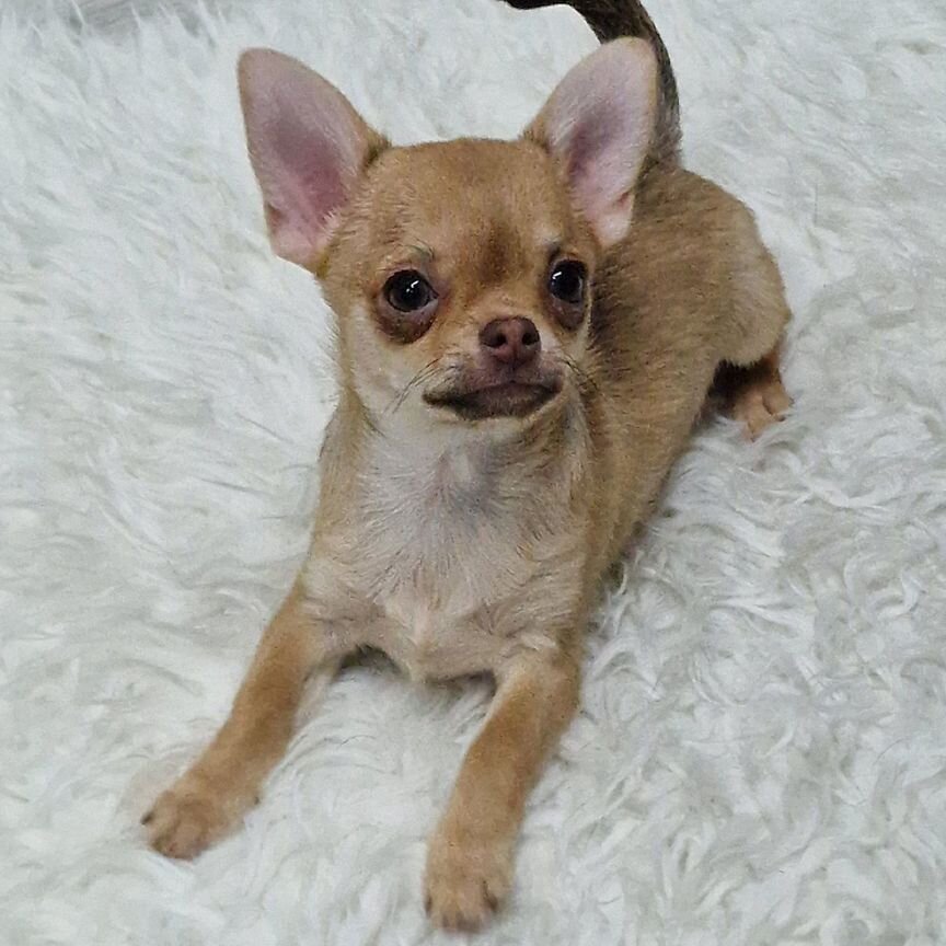 Чихуахуа, щенок