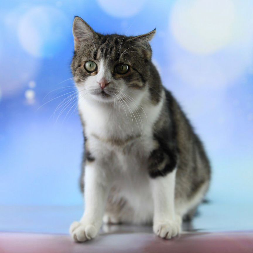 Кошка в добрые руки