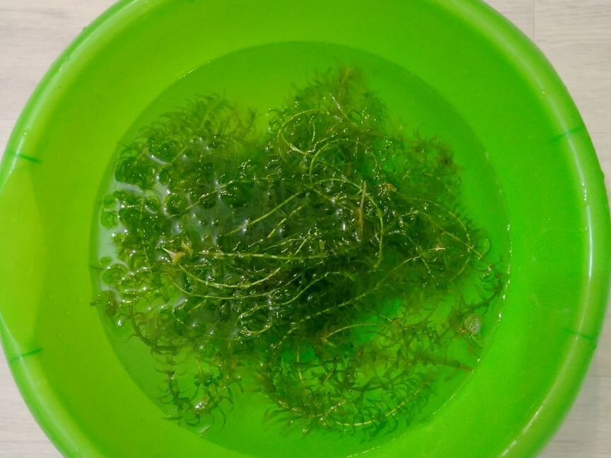 Аквариумные растения