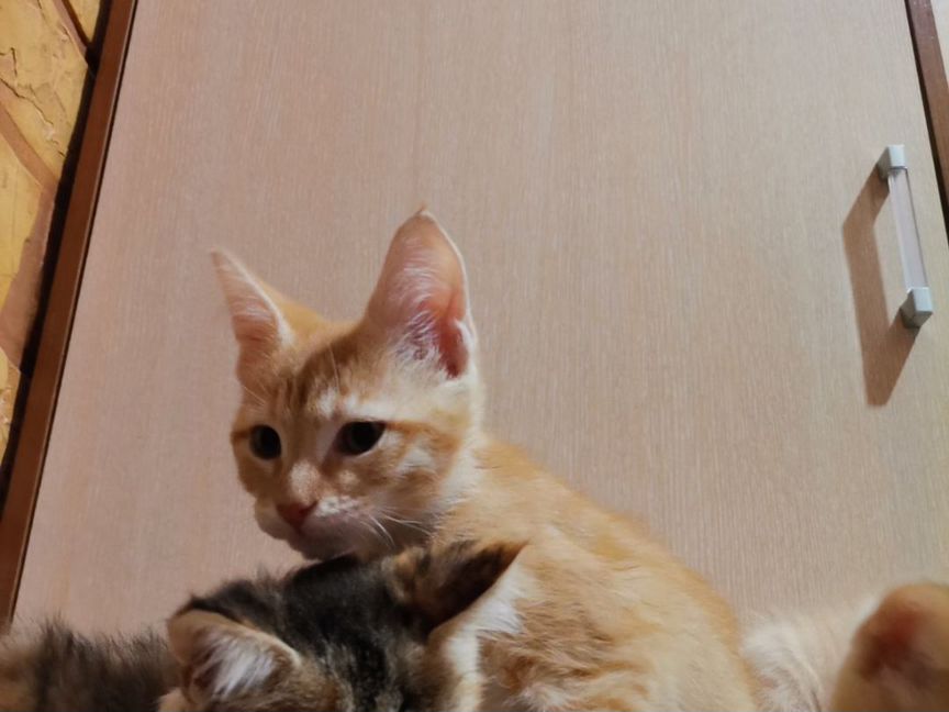 Продам котят Мейн-кун