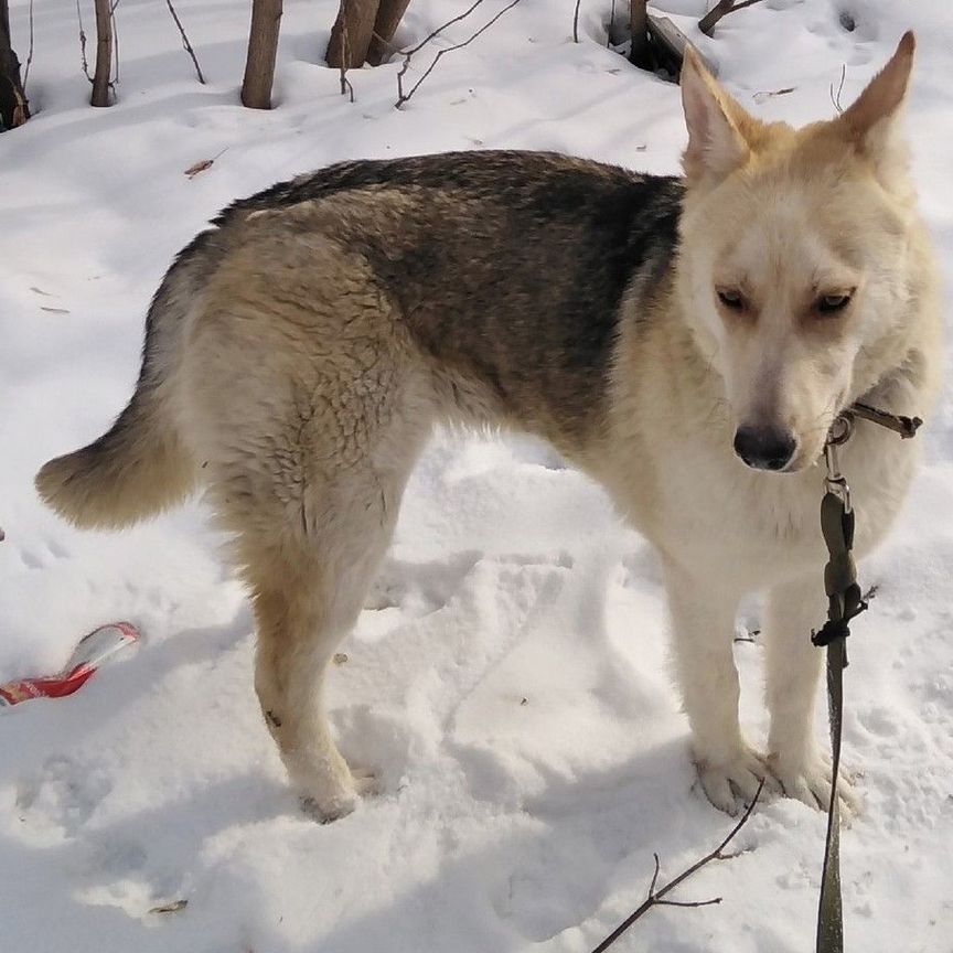 Отдам молодую стерильную собаку