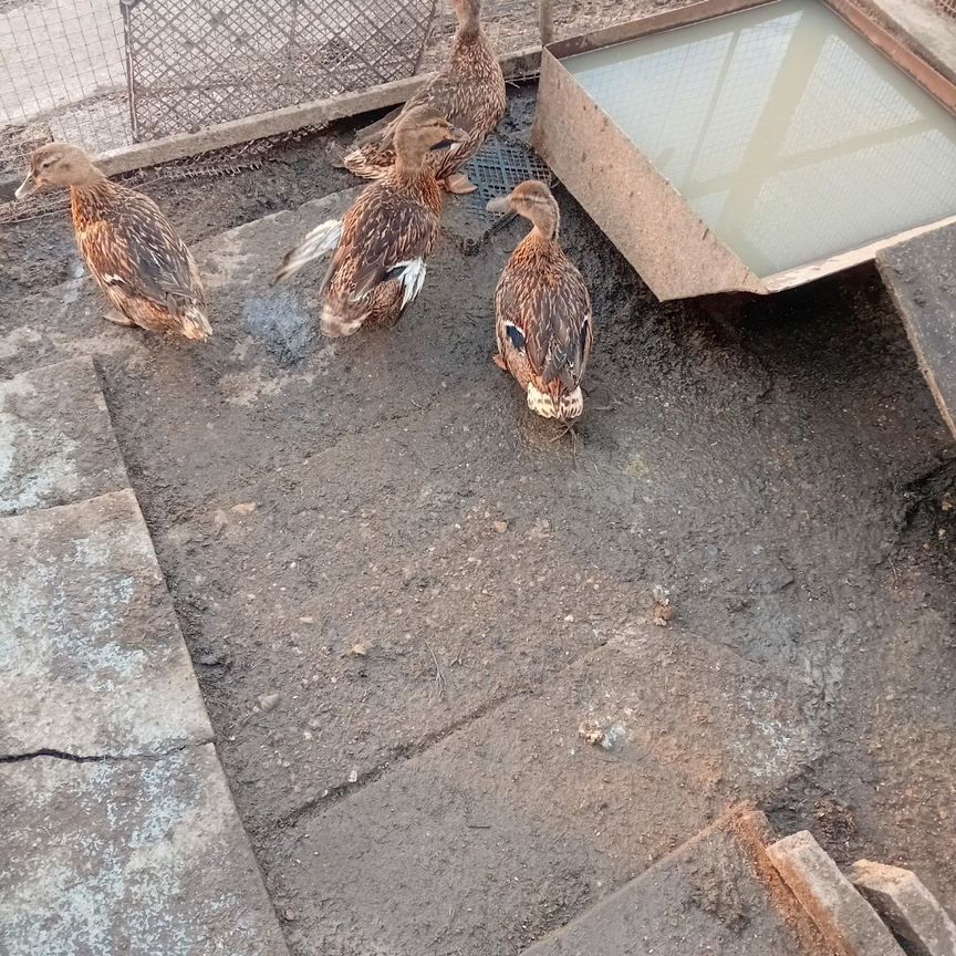 Утки подсадные для охоты