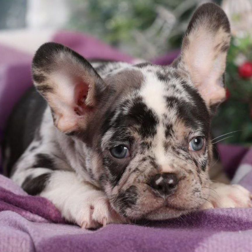 Французский бульдог, щенок