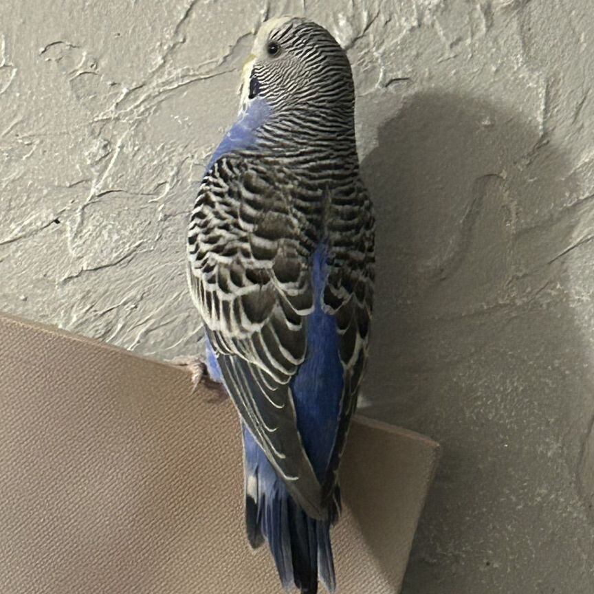 Волнистый попугай с клеткой