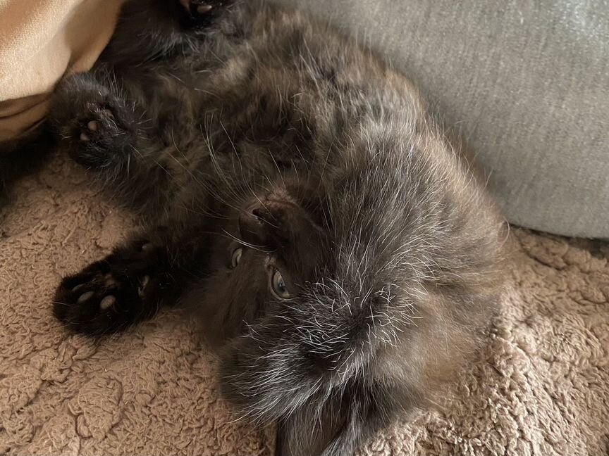 Отдам кота в добрые руки, пушистый котик ищет дом