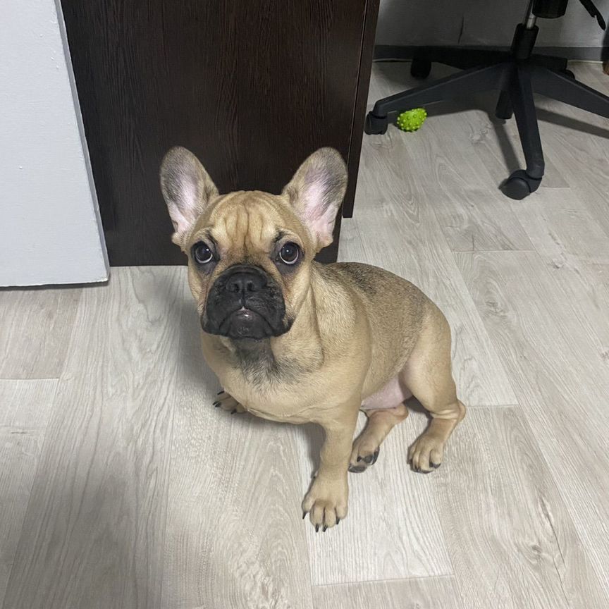 Французский бульдог