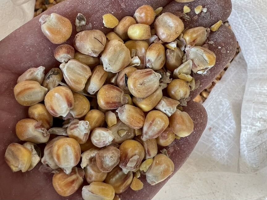 Кукуруза кормовая