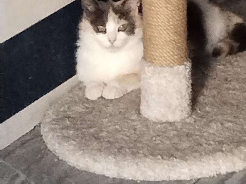 Кошка в добрые руки