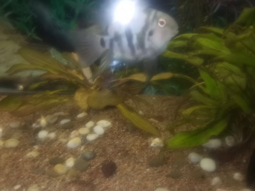 Аквариумные рыбки