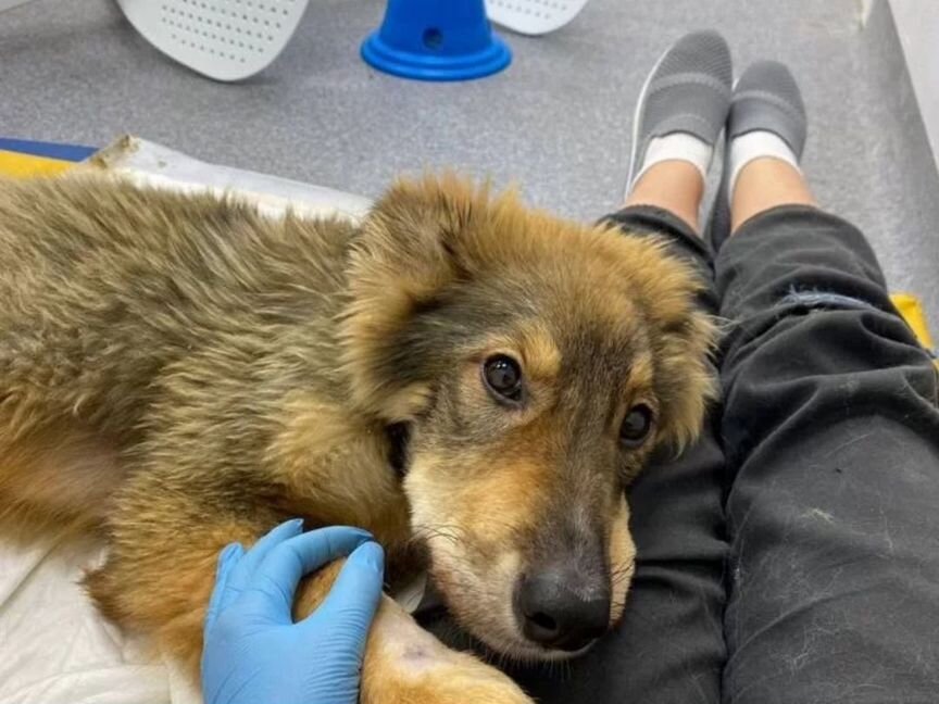 Щенок инвалид сможет ходить - если ей помочь