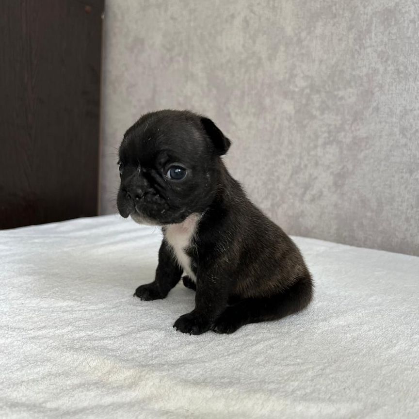 Французский бульдог