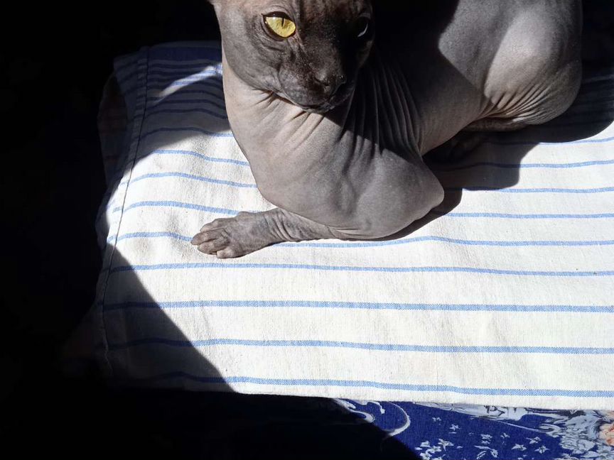 Канадский сфинкс