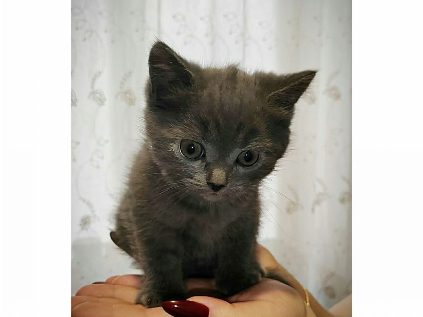 Котёнок девочка 2 месяца