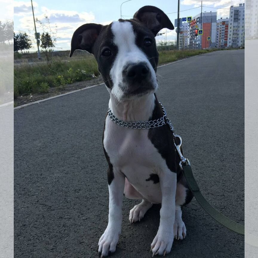 Отдам в добрые руки Стаффордширского терьера